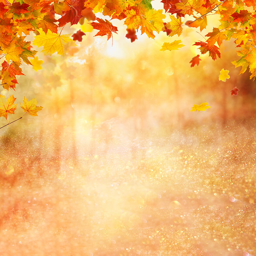 Autumn Photography Backdrop Fall Leaves D861 – Dbackdropcouk