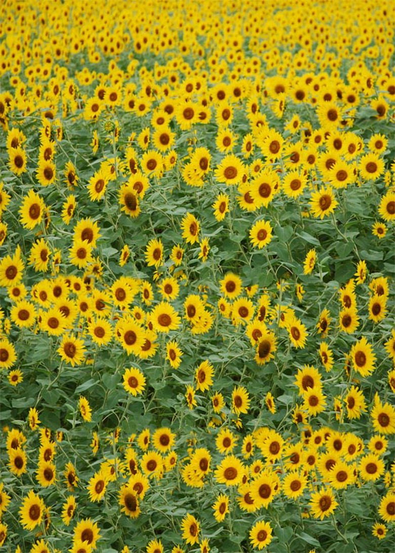 Sunflowers Beautiful Photography Backdrop UK S-656 – Dbackdropcouk